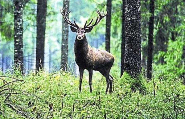 Inside the militarized habitat of Kashmir's Royal Stag | Free Press Kashmir