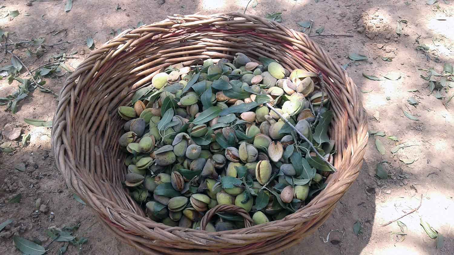 Kashmir is losing its blooming almond fields—thick and fast! | Free ...