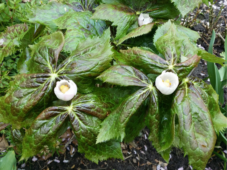 7 Endangered Himalayan plants you should know for their medicinal value ...