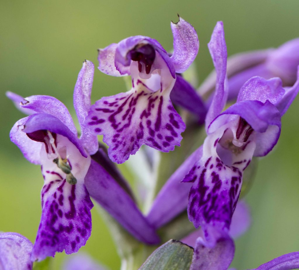 7 Endangered Himalayan plants you should know for their medicinal value ...