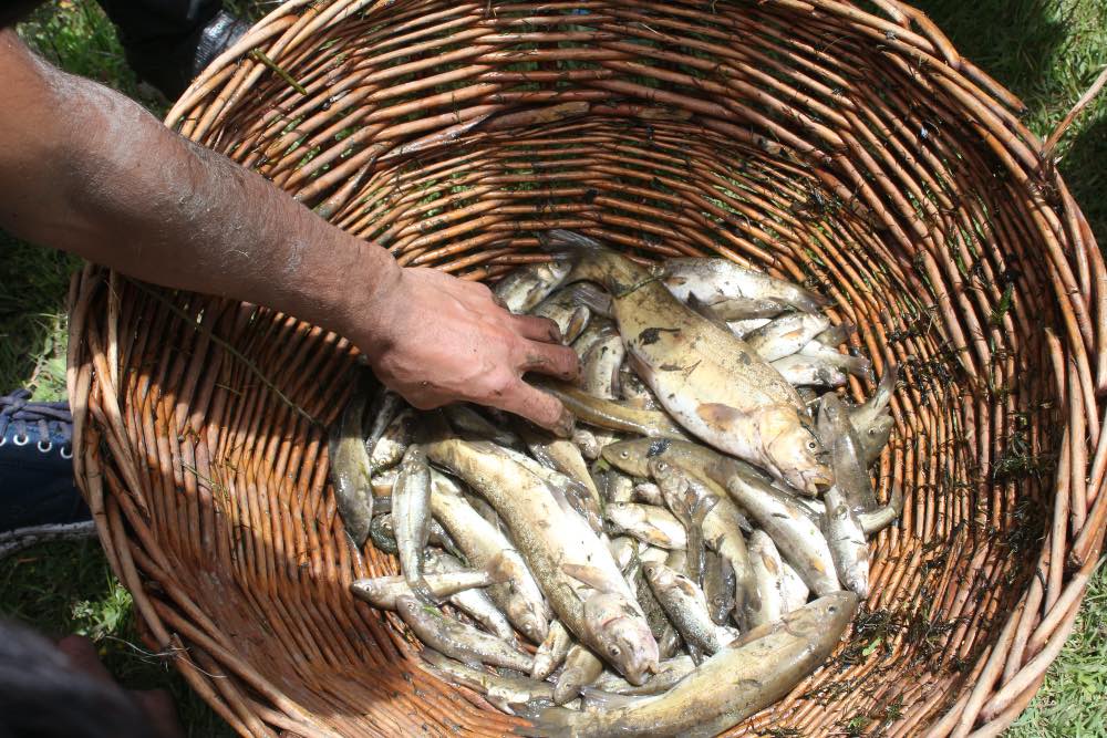 Photo Essay: Annual fishing and cleaning festival of Panzath Nag | Free ...