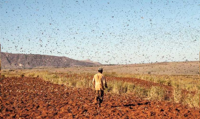 Locusts wreak havoc in Pakistan, cotton and vegetable crop hit as ...