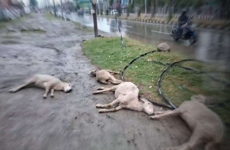 Week ahead of Eid, 10 sheep electrocuted in Srinagar due to ‘faulty ...