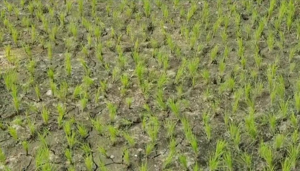 Farmers worried as paddy fields turn parched in north Kashmir | Free ...