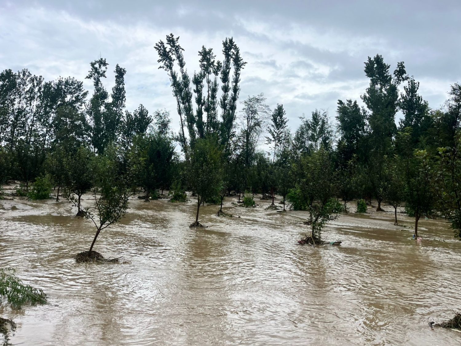 Flood-like situation in JK: Rivers swell, orchards ravaged, power hit, property damaged | Free ...
